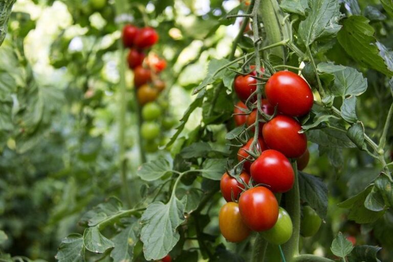 Top Vegetables That Thrive in Georgia’s Humid Climate - Complete Gardening