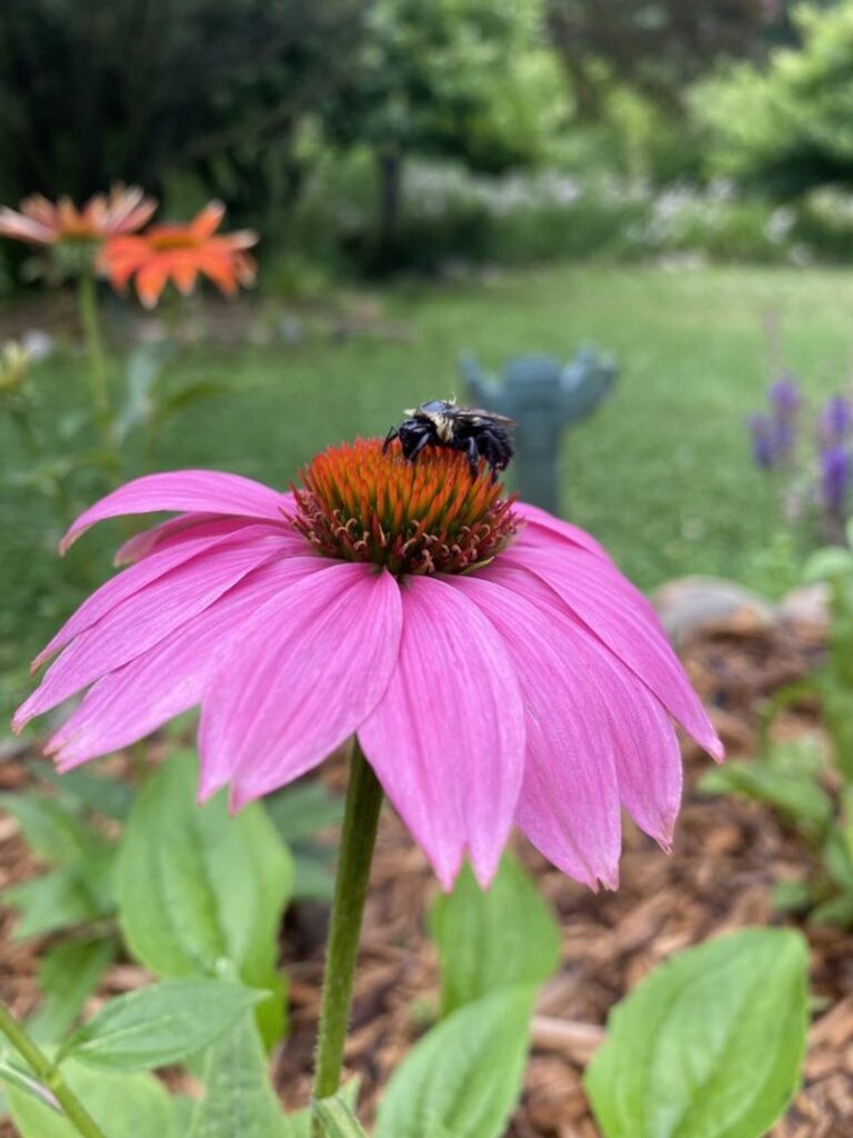 Top Wildflowers to Plant in Michigan for a Native Garden - Complete ...