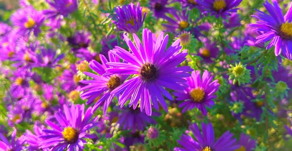 Top Wildflowers to Plant in Michigan for a Native Garden - Complete ...