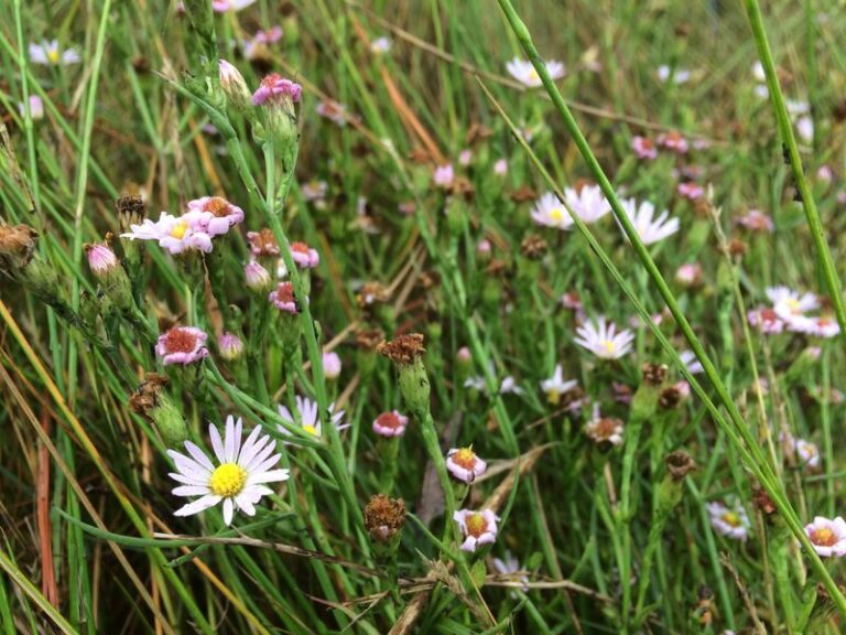 12 Maine's Coastal Plants That Double as Stunning Garden Perennials ...