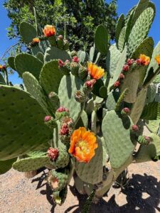 Arizona Cactus Gardening: Choosing the Right Varieties - Complete Gardening
