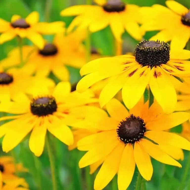 Best Native Plants for Indiana Wildlife Gardens - Complete Gardening