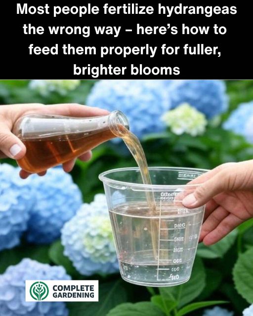 Can’t Believe I’ve Been Fertilizing My Hydrangeas Wrong This Whole Time ...