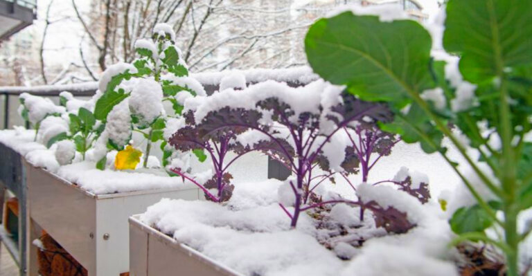 North Carolina Container Gardening Tips for Small Spaces - Complete Gardening