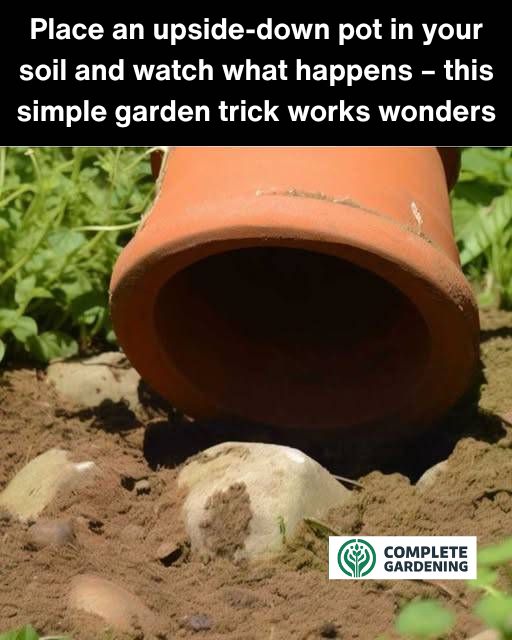 Okay, I’m Definitely Trying This Genius Trick in My Garden - Complete ...