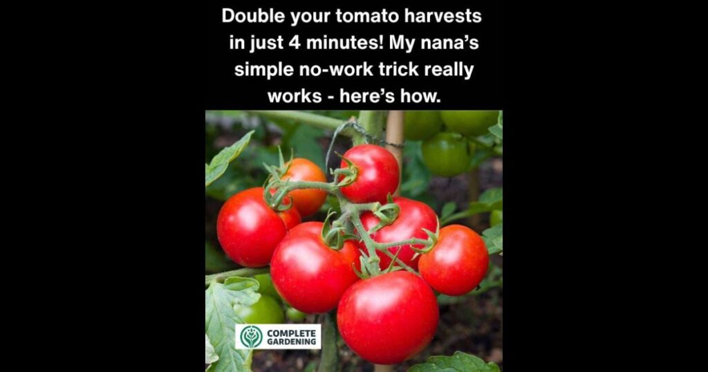 Double your tomato harvests in just 4 minutes! My nana’s simple no-work ...